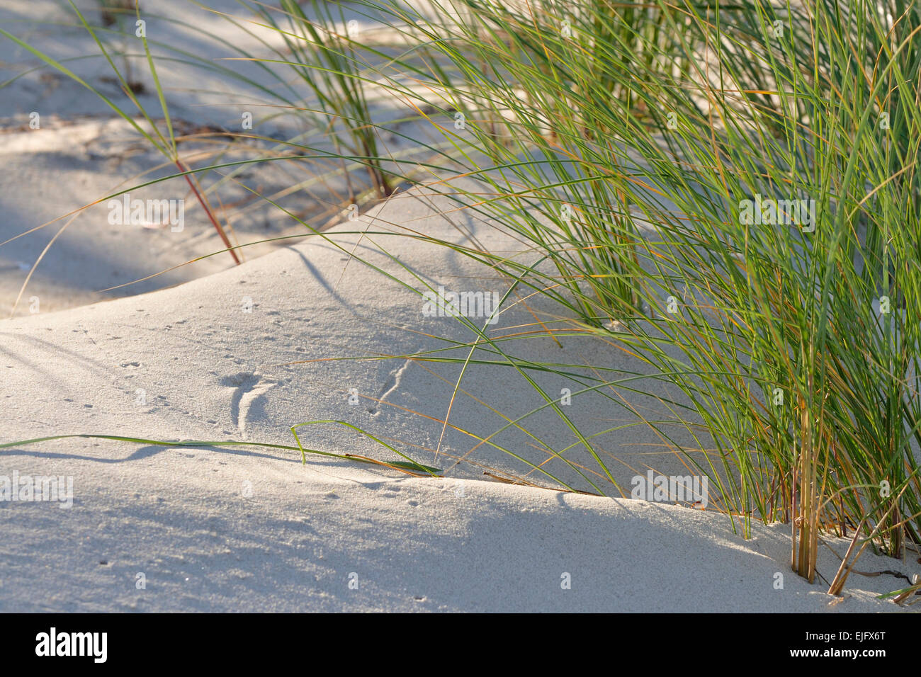 European marram grass or beachgrass (Ammophila arenaria) on a sand dune ...