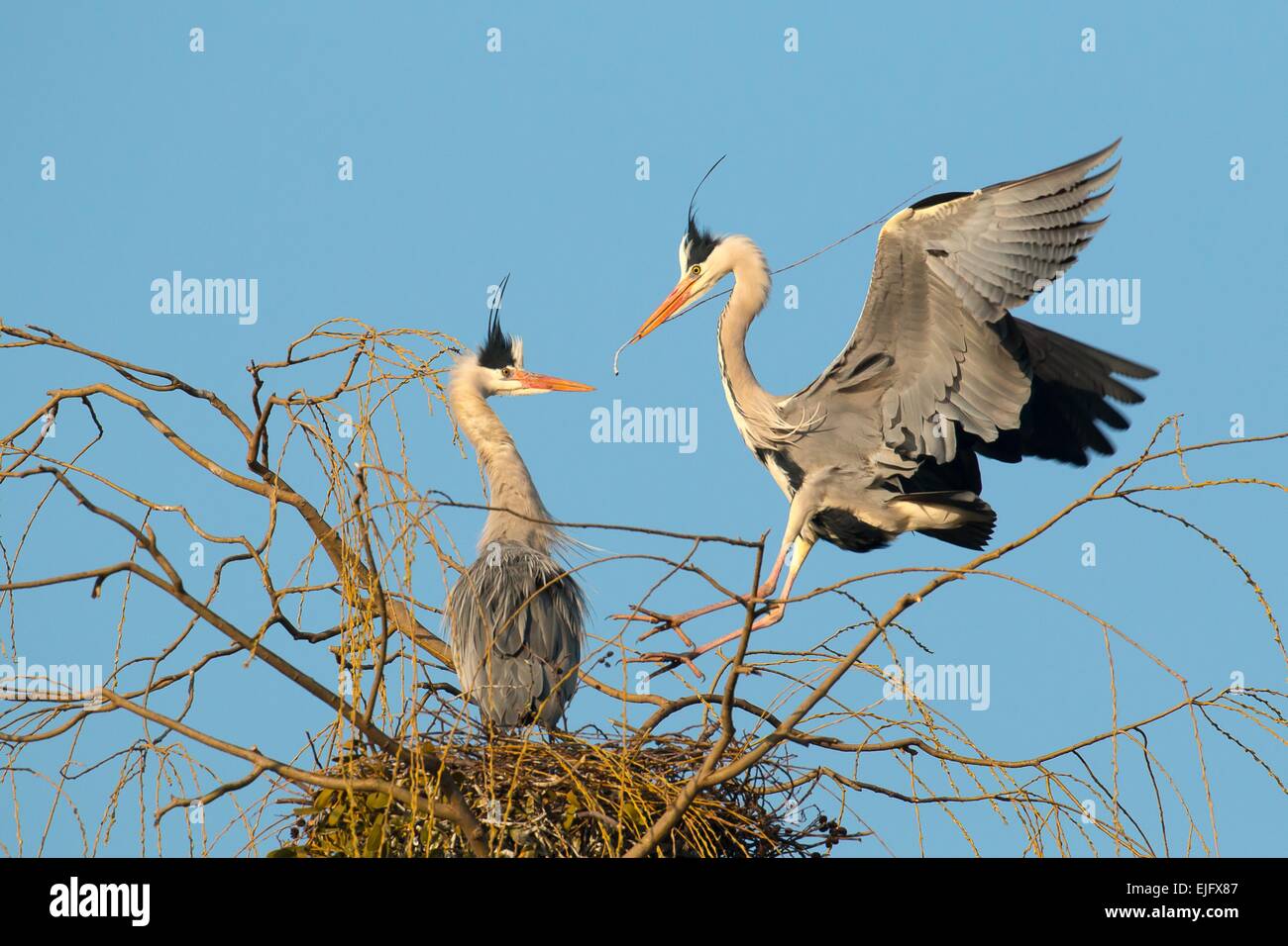 Grey heron nest hi-res stock photography and images - Alamy
