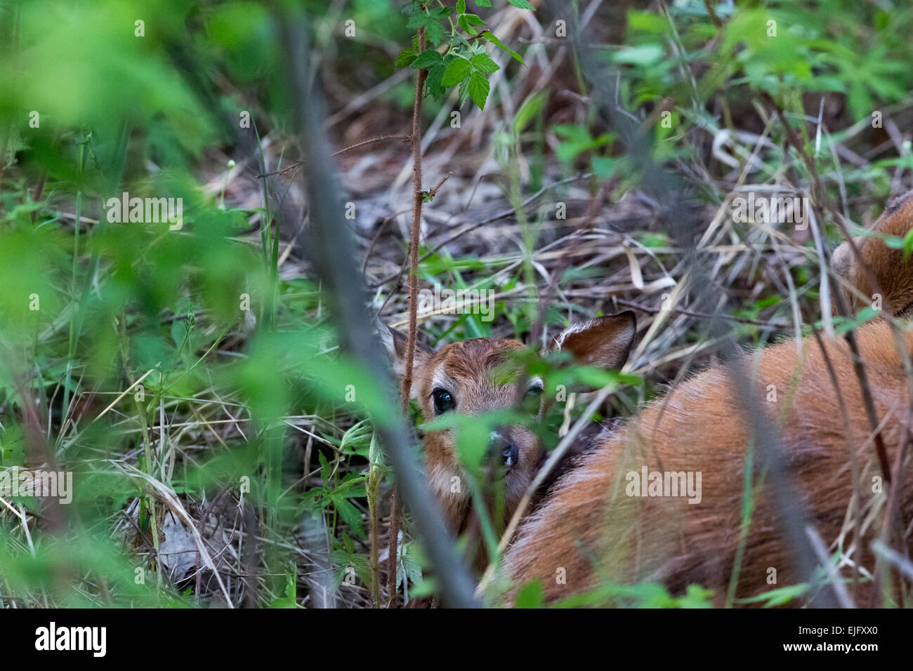 White-tailed doe with newborn fawns Stock Photo - Alamy