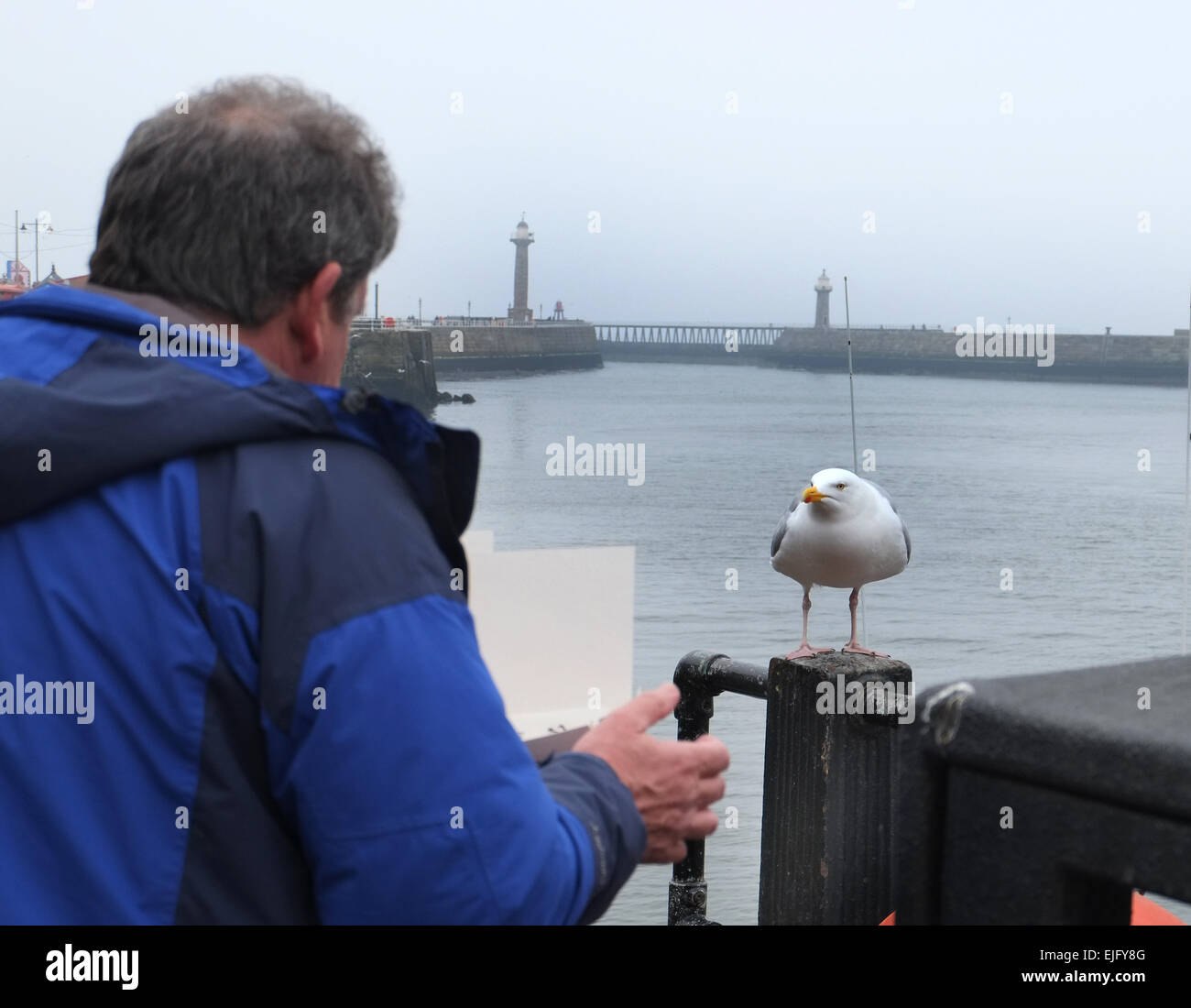 Man eating birds hi-res stock photography and images - Alamy