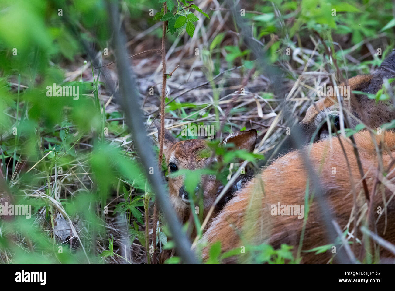 White-tailed doe with newborn fawns Stock Photo - Alamy