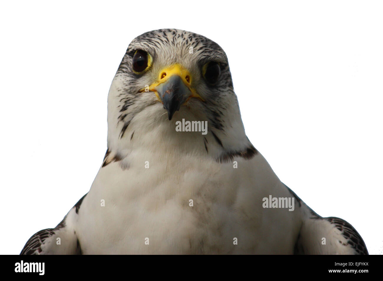 A beautiful white arctic hawk raptor bird Stock Photo - Alamy