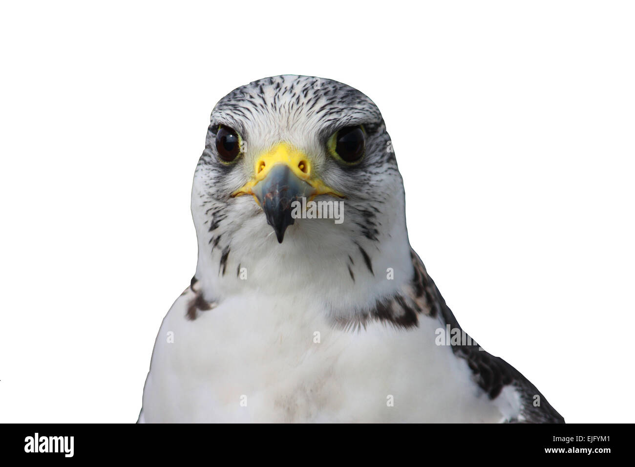 Bird of prey raptor hawk bird w hi-res stock photography and images - Alamy