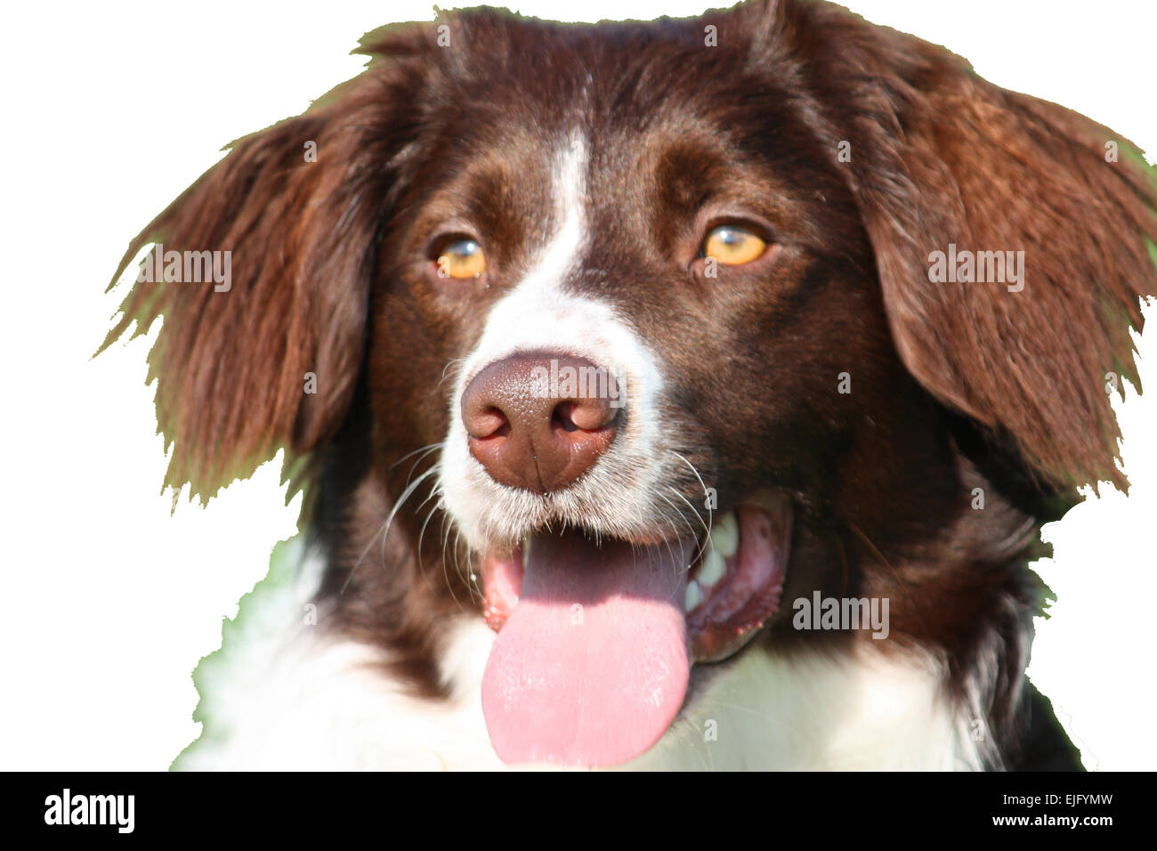 Brown Border Collie Spaniel Mix