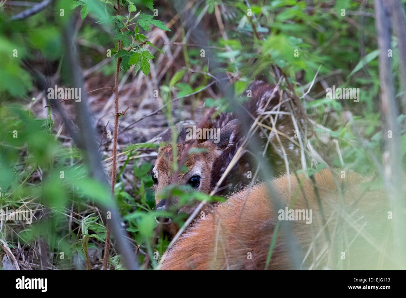 White-tailed doe with newborn fawns Stock Photo - Alamy
