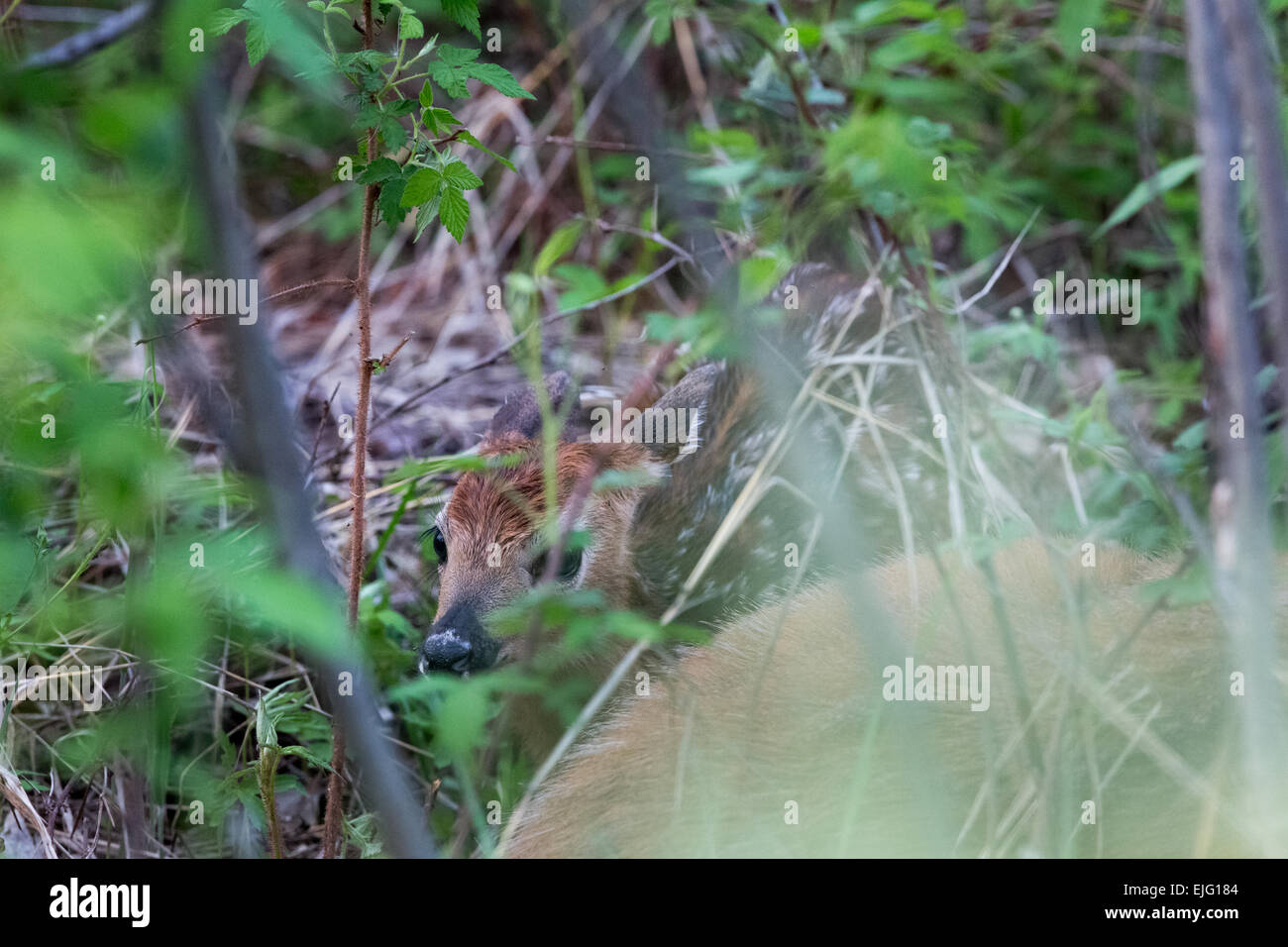 White-tailed doe with newborn fawns Stock Photo - Alamy
