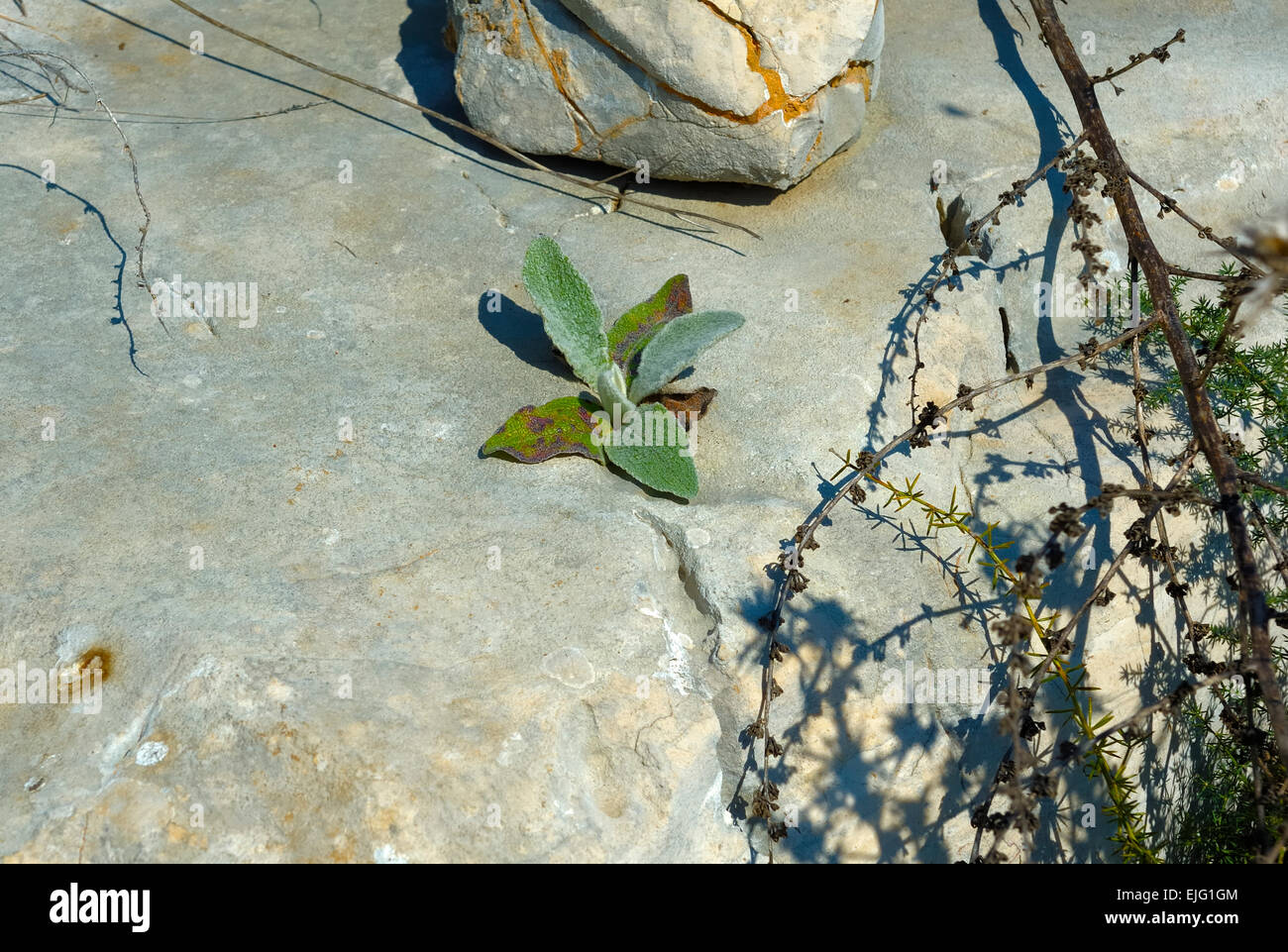 A small plant growing on a rock, having a difficult life Stock Photo ...