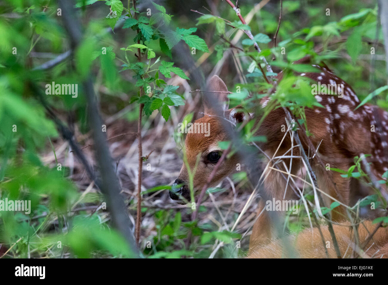 White-tailed doe with newborn fawns Stock Photo - Alamy