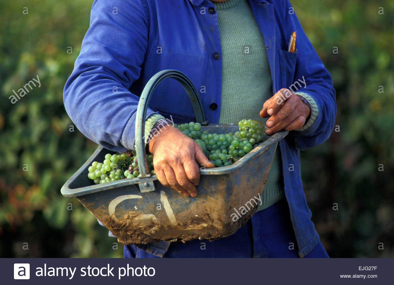 Grape Harvest Stock Photos & Grape Harvest Stock Images - Alamy
