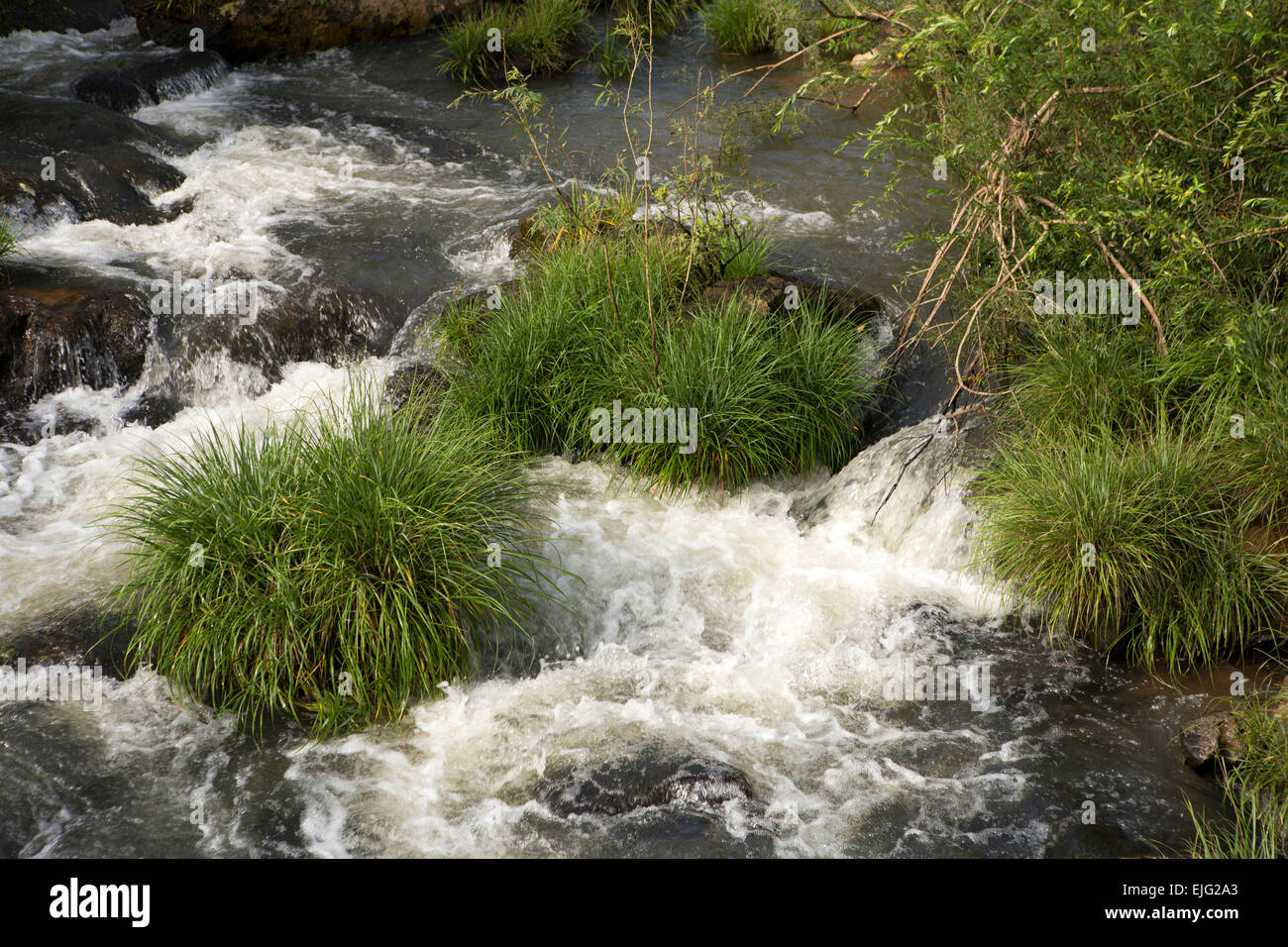 Argentina, Iguazu Falls, water flowing between grassy tussocks above ...