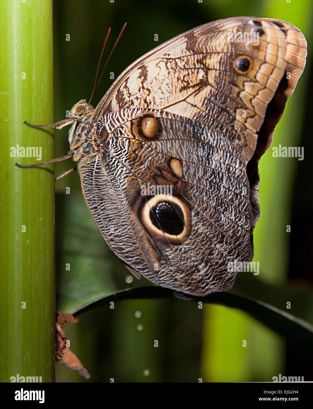 Close-up of a beautiful tropical Owl Butterfly, Caligo Memnon, in ...