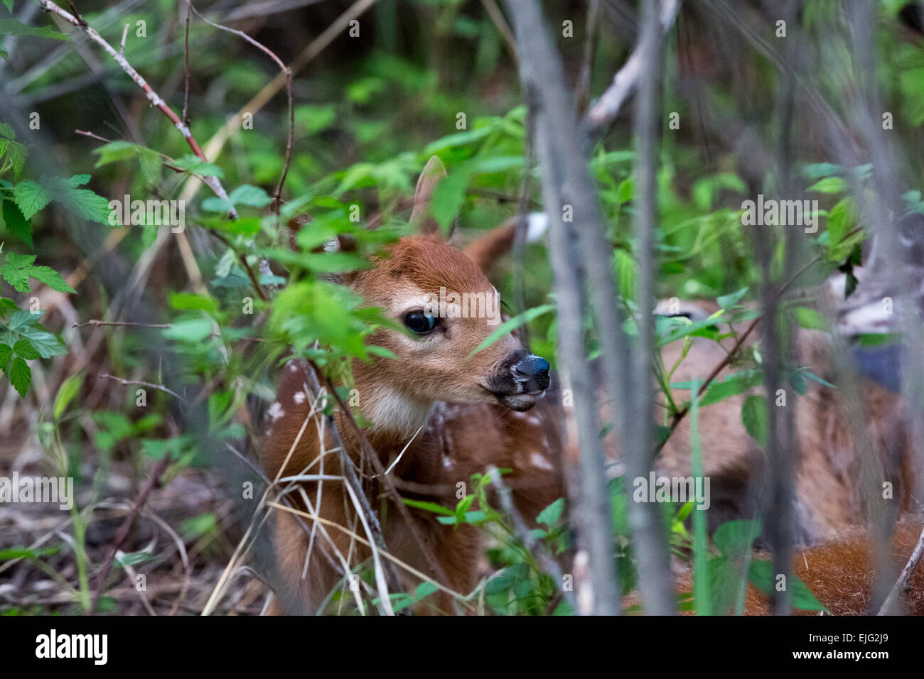 White-tailed doe with newborn fawns Stock Photo - Alamy