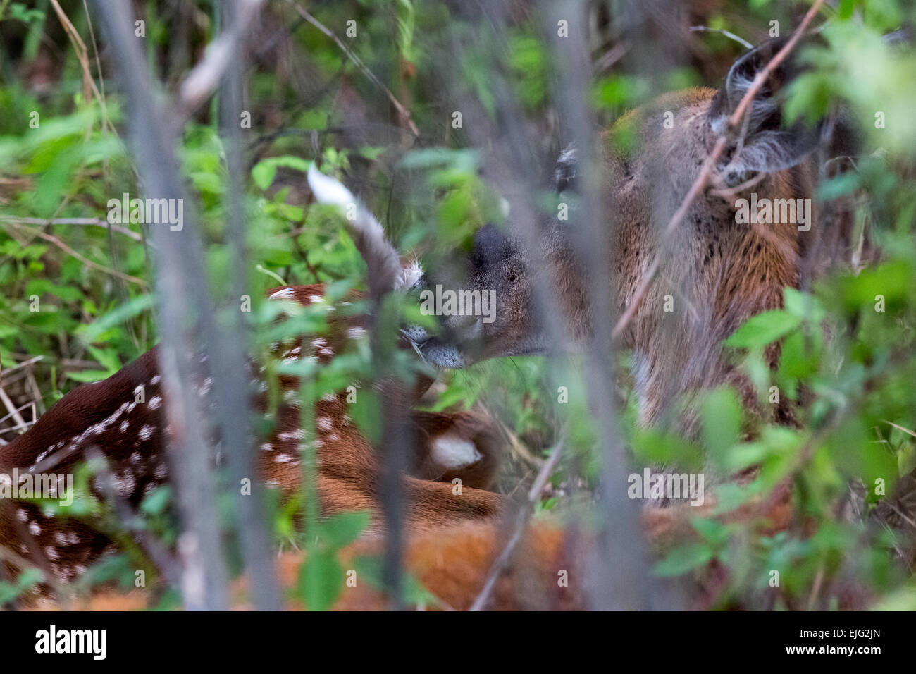 White-tailed doe with newborn fawns Stock Photo - Alamy