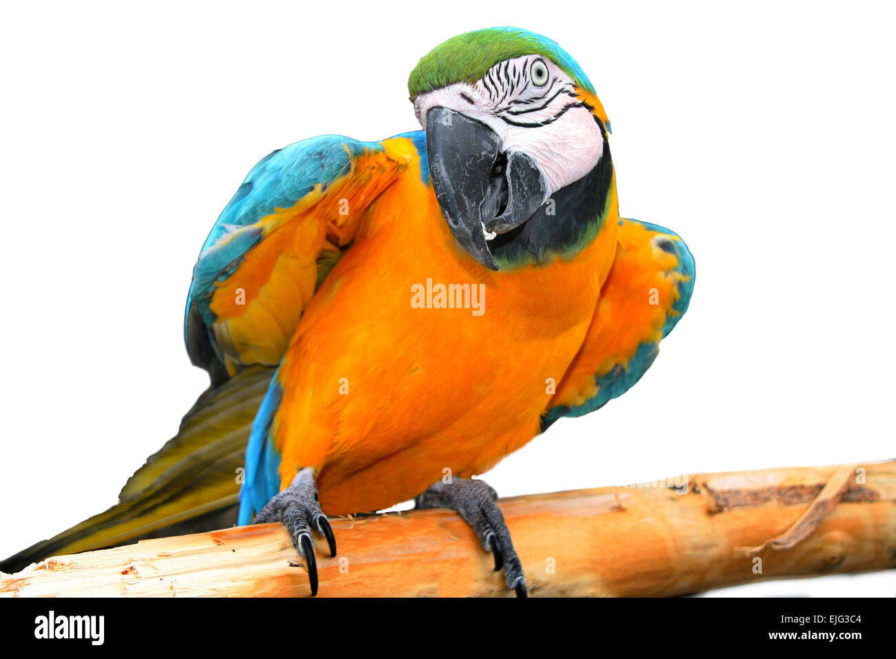 Parrot smiling hi-res stock photography and images - Alamy