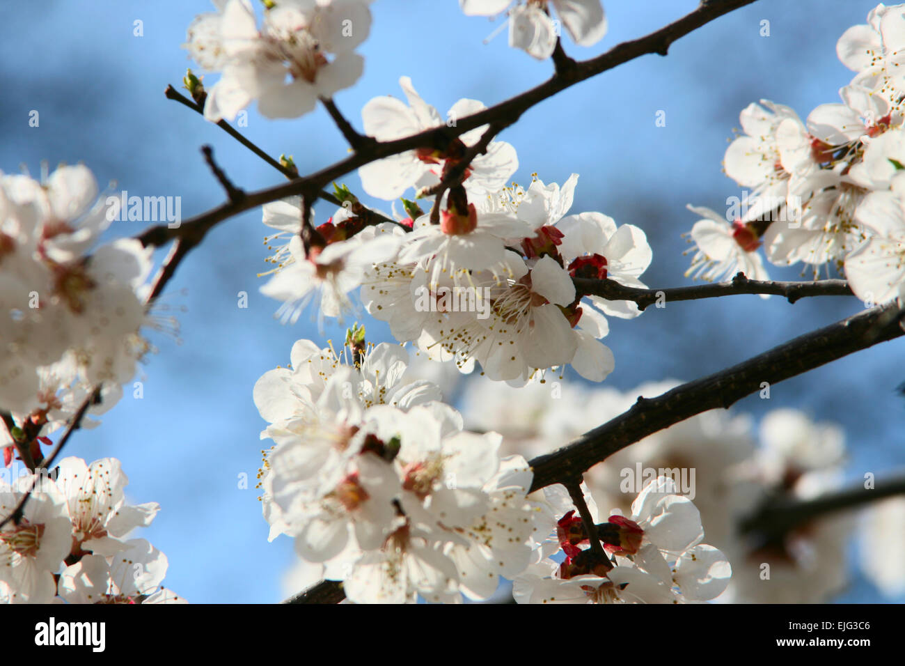 Spring flower blossom hi-res stock photography and images - Alamy