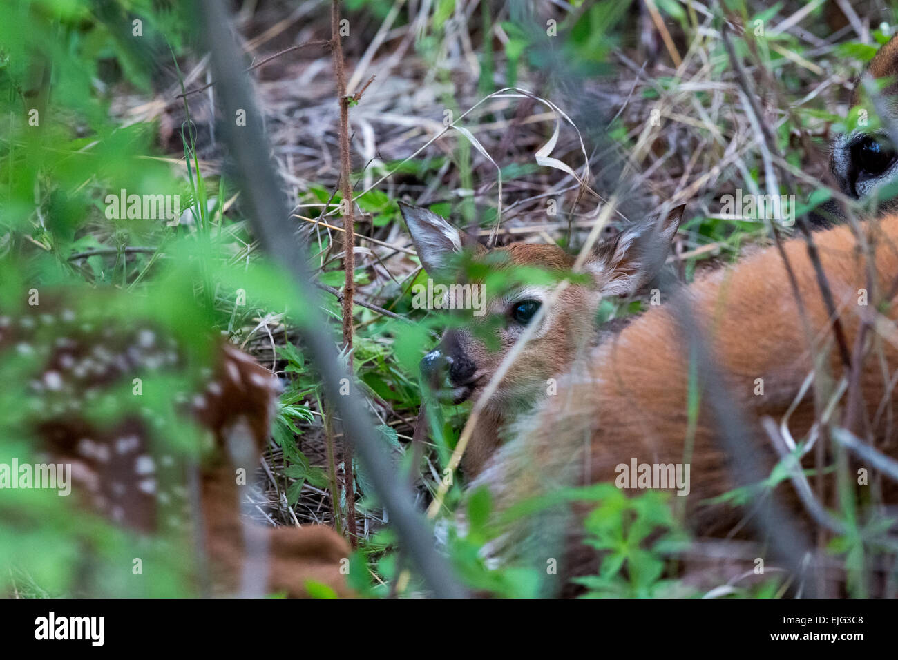 White-tailed doe with newborn fawns Stock Photo - Alamy