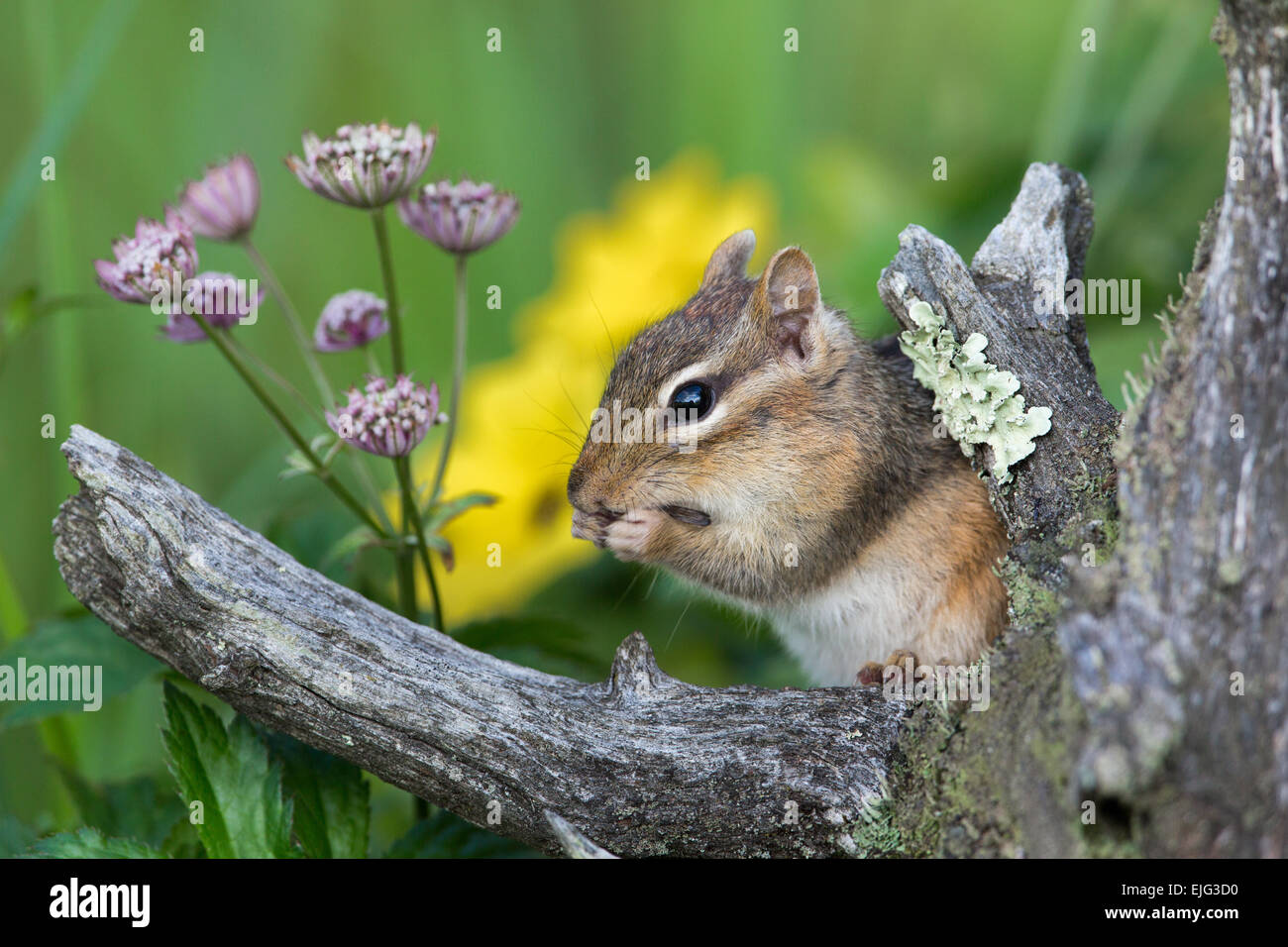 Eats my birdseed hi-res stock photography and images - Alamy