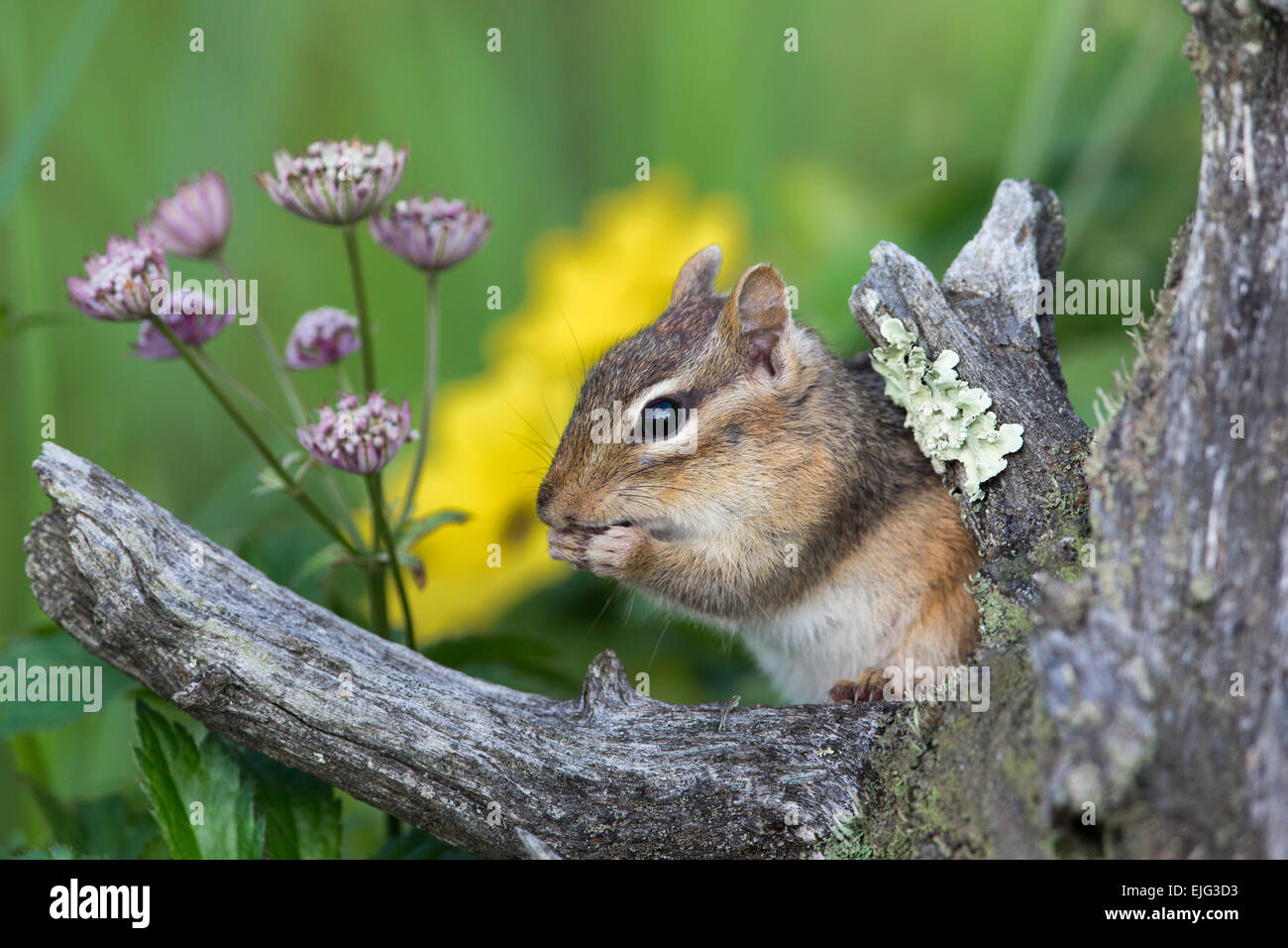 Chipmunk spring flowers hi-res stock photography and images - Alamy