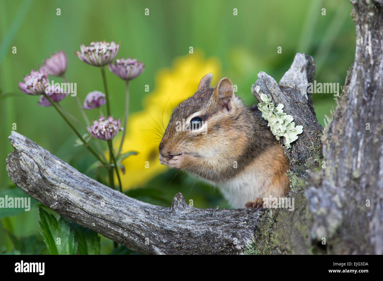 Spring chipmunk hi-res stock photography and images - Alamy