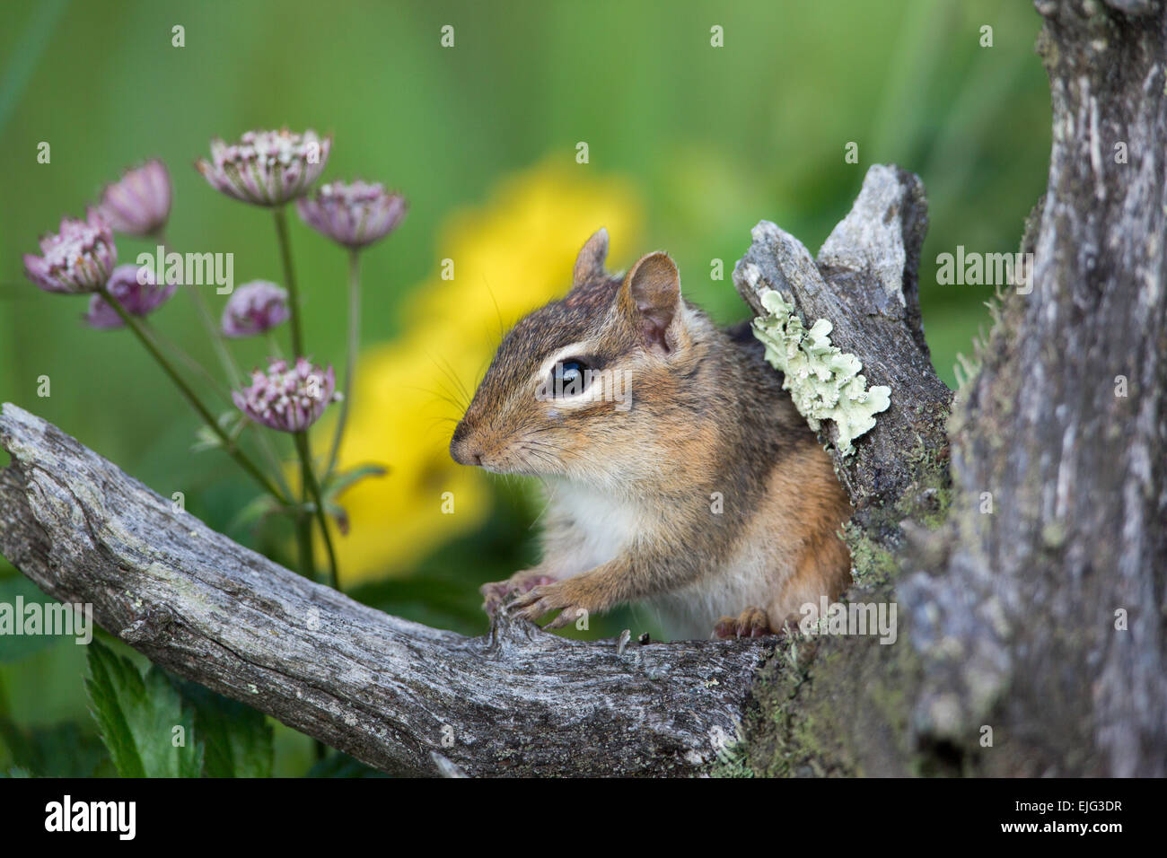 Chipmunk spring flowers hi-res stock photography and images - Alamy