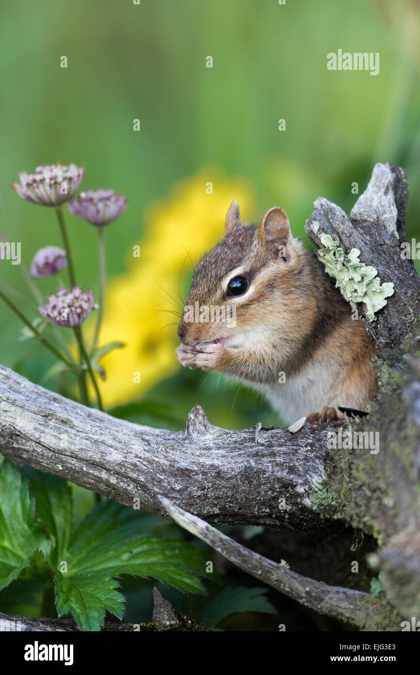 Black chipmunk hi-res stock photography and images - Alamy