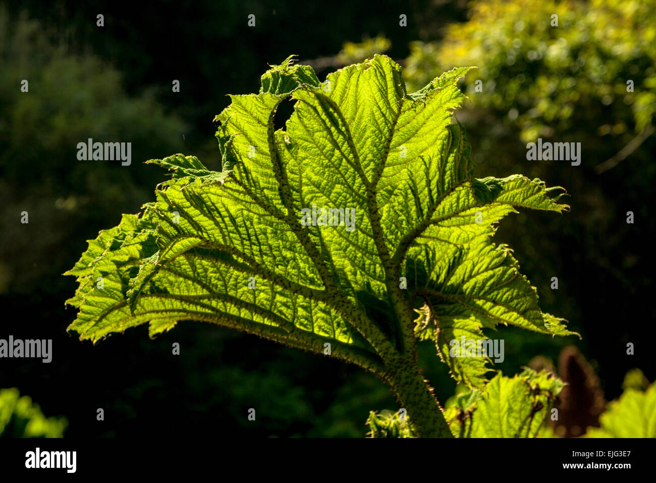 Forming veins hi-res stock photography and images - Alamy