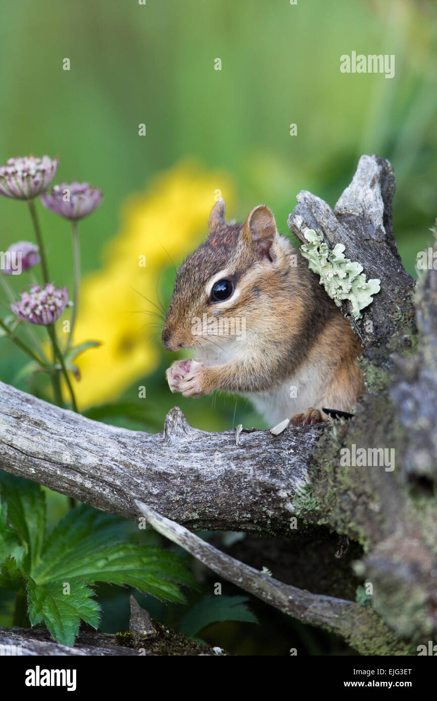 North american chipmunk hi-res stock photography and images - Alamy
