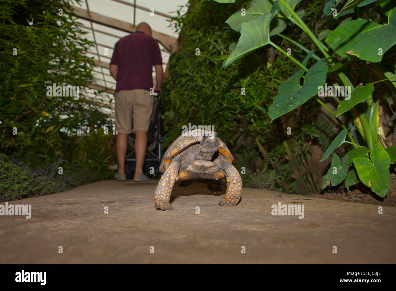 Yellow amazon tortoise geochelone denticulata hi-res stock photography ...