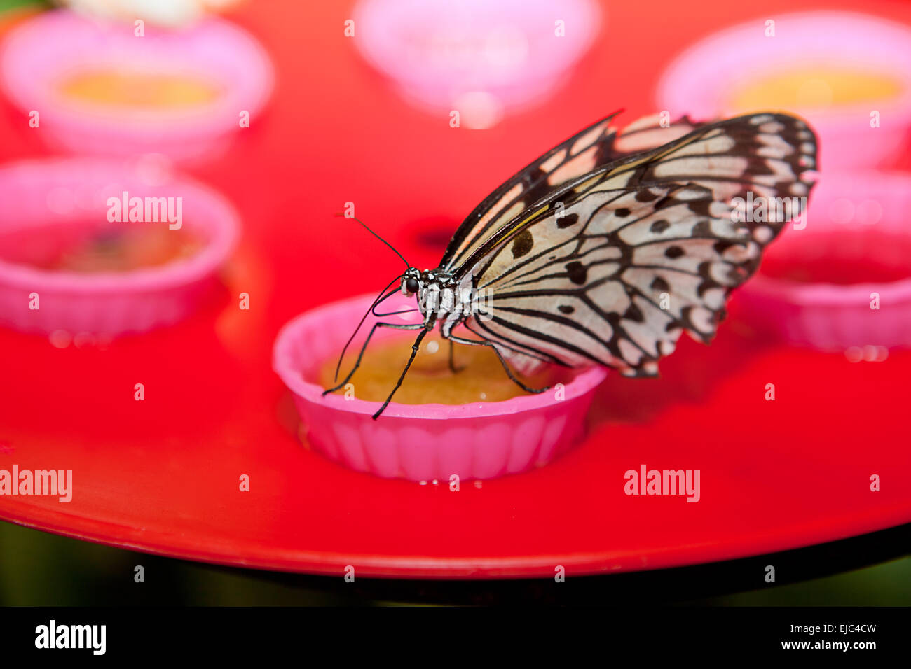 Portrait of a rice paper butterfly hi-res stock photography and images ...