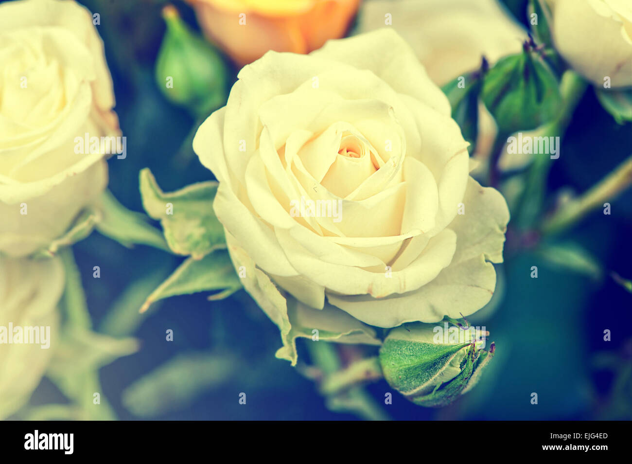 Defocus macro view of big white rose in the garden Stock Photo - Alamy