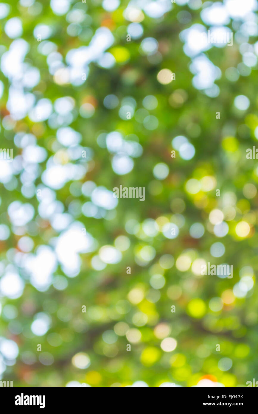 Bokeh from the sun in the shade Stock Photo - Alamy