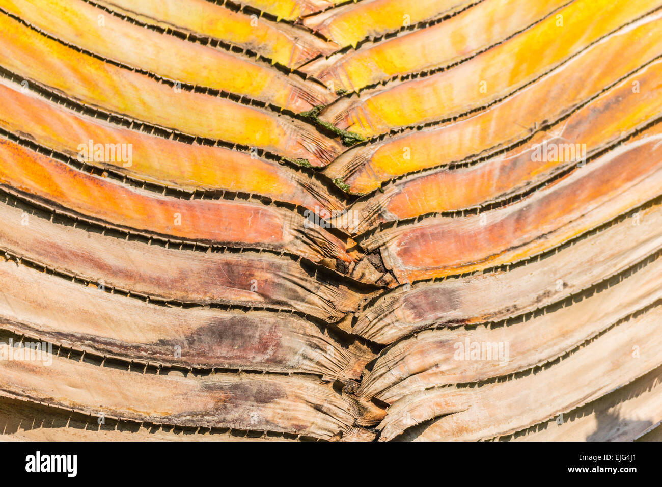 Surface to see the details of the tree Stock Photo - Alamy