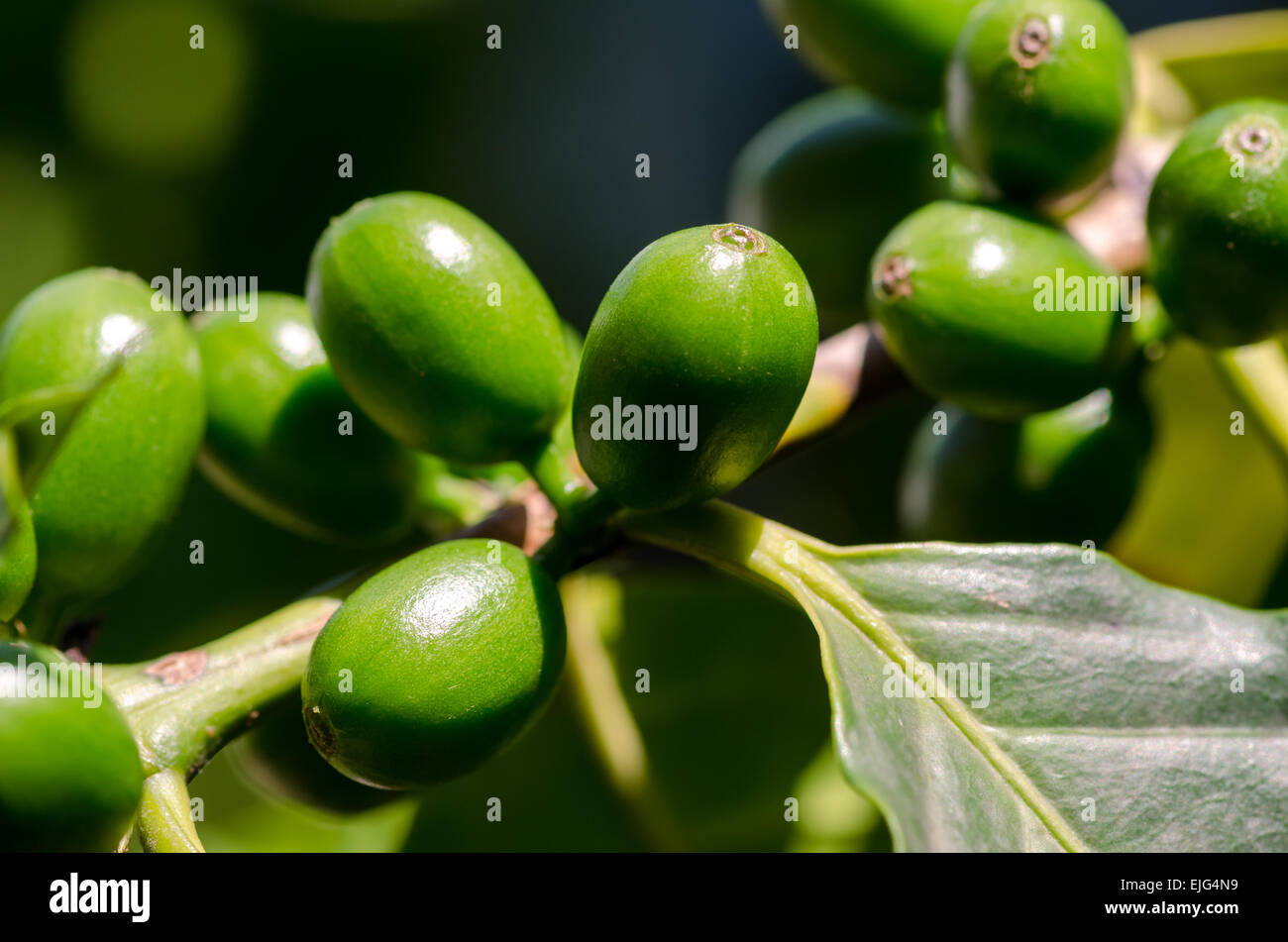 unripe coffee berries on the tree in Brazil Stock Photo - Alamy