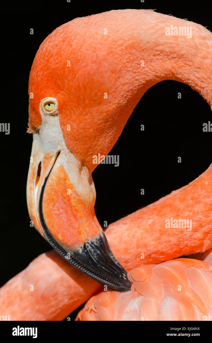 close up of a Caribbean flamingo in Brazil Stock Photo - Alamy