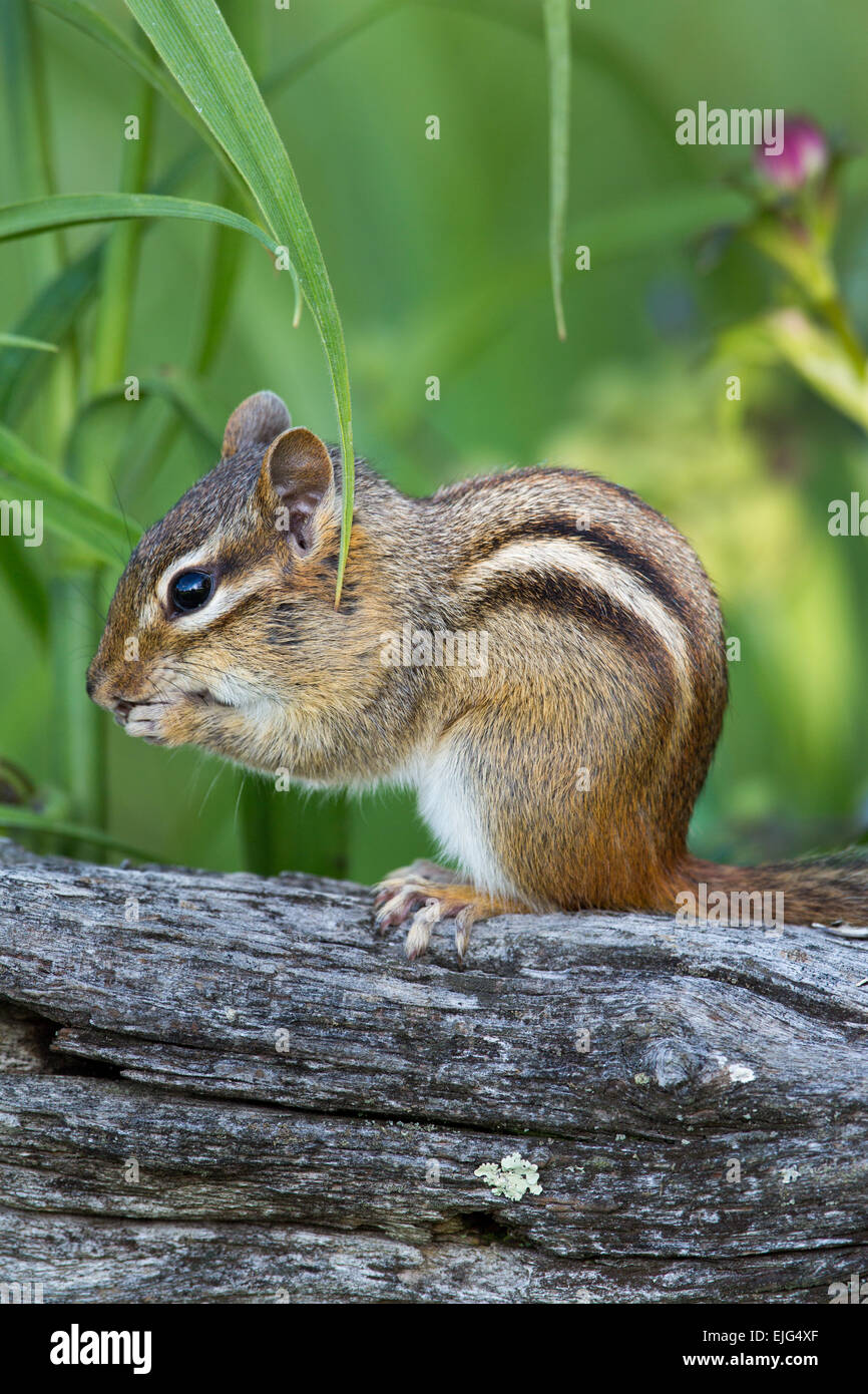 North american chipmunk hi-res stock photography and images - Alamy