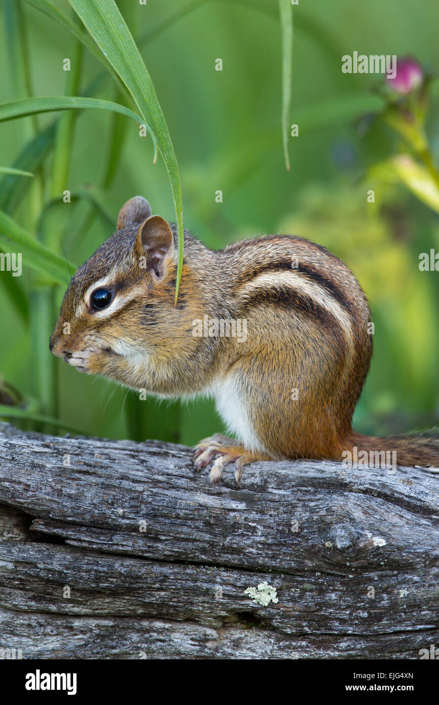 North american chipmunk hi-res stock photography and images - Alamy
