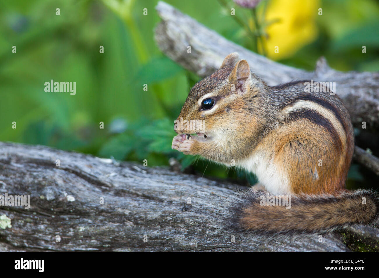 Chipmunk garden hi-res stock photography and images - Alamy