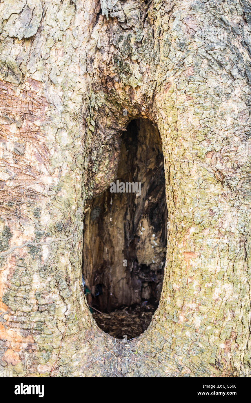 Surface of the hollow tree Stock Photo - Alamy