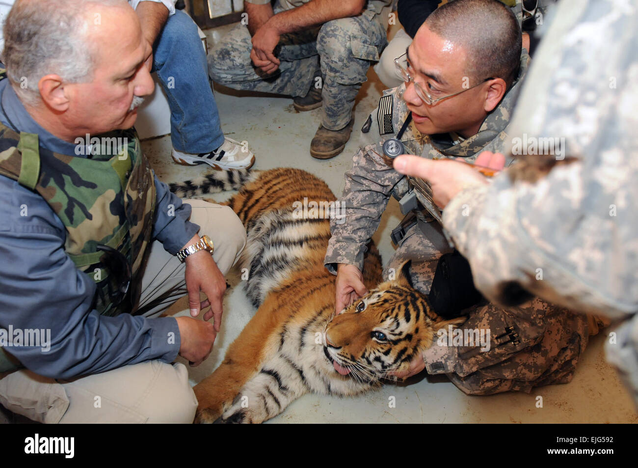 A sedated tiger cub gets a medical check-up from Dr. Mewafak Raffo ...