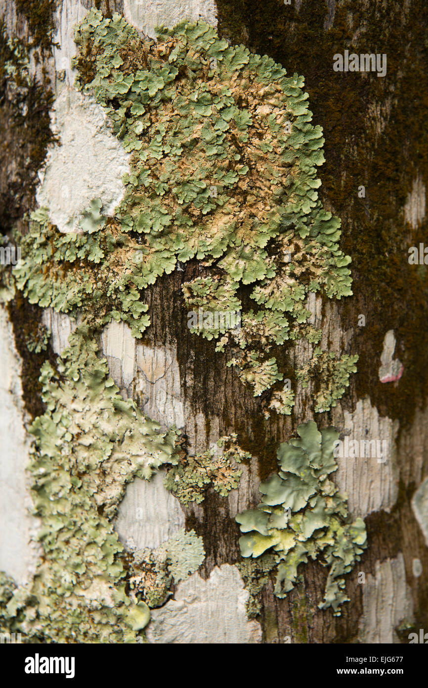 Algae on tree trunk hi-res stock photography and images - Alamy