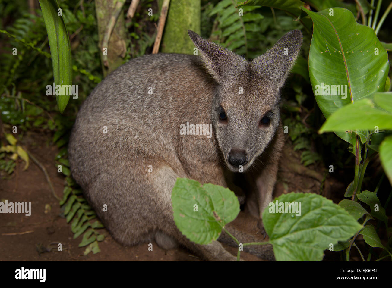 Tammar wallaby, Macropus eugenii, behind the green vegetation Stock ...