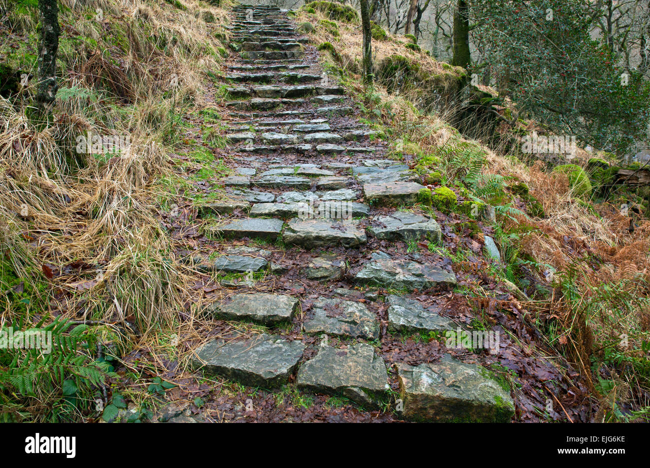 Wet and slippy rock steps through Oak woodland at Nant Gwynant on the ...