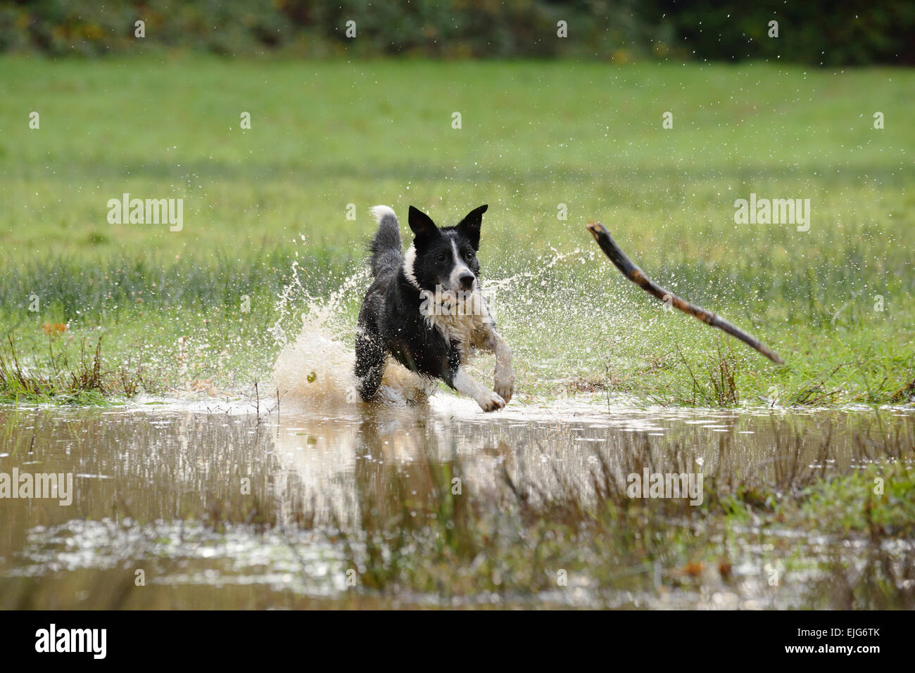 Border collie with stick hi-res stock photography and images - Alamy