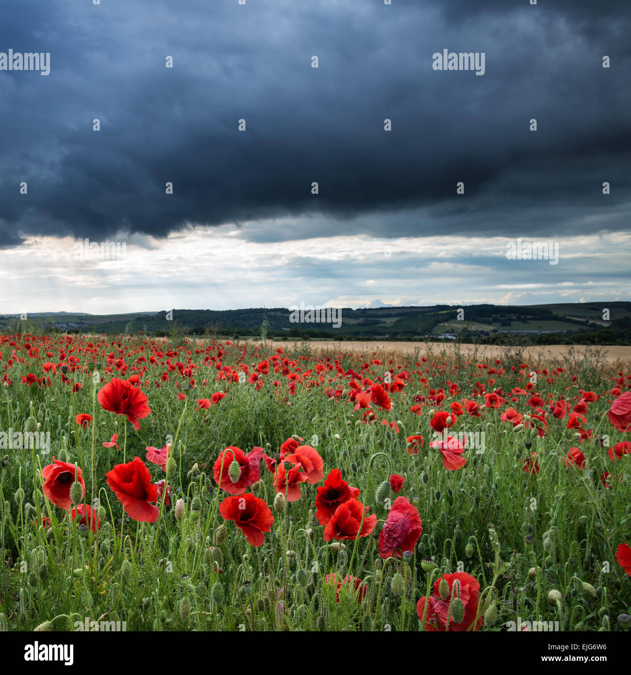Stunning poppy field landscape in Summer sunset light Stock Photo - Alamy