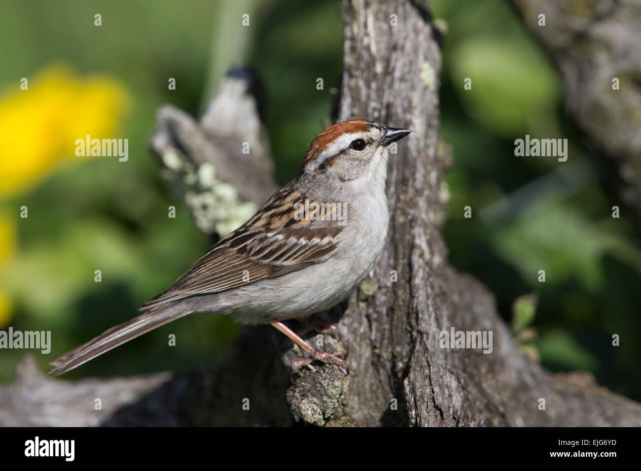 American tree sparrow in Wisconsin Stock Photo - Alamy