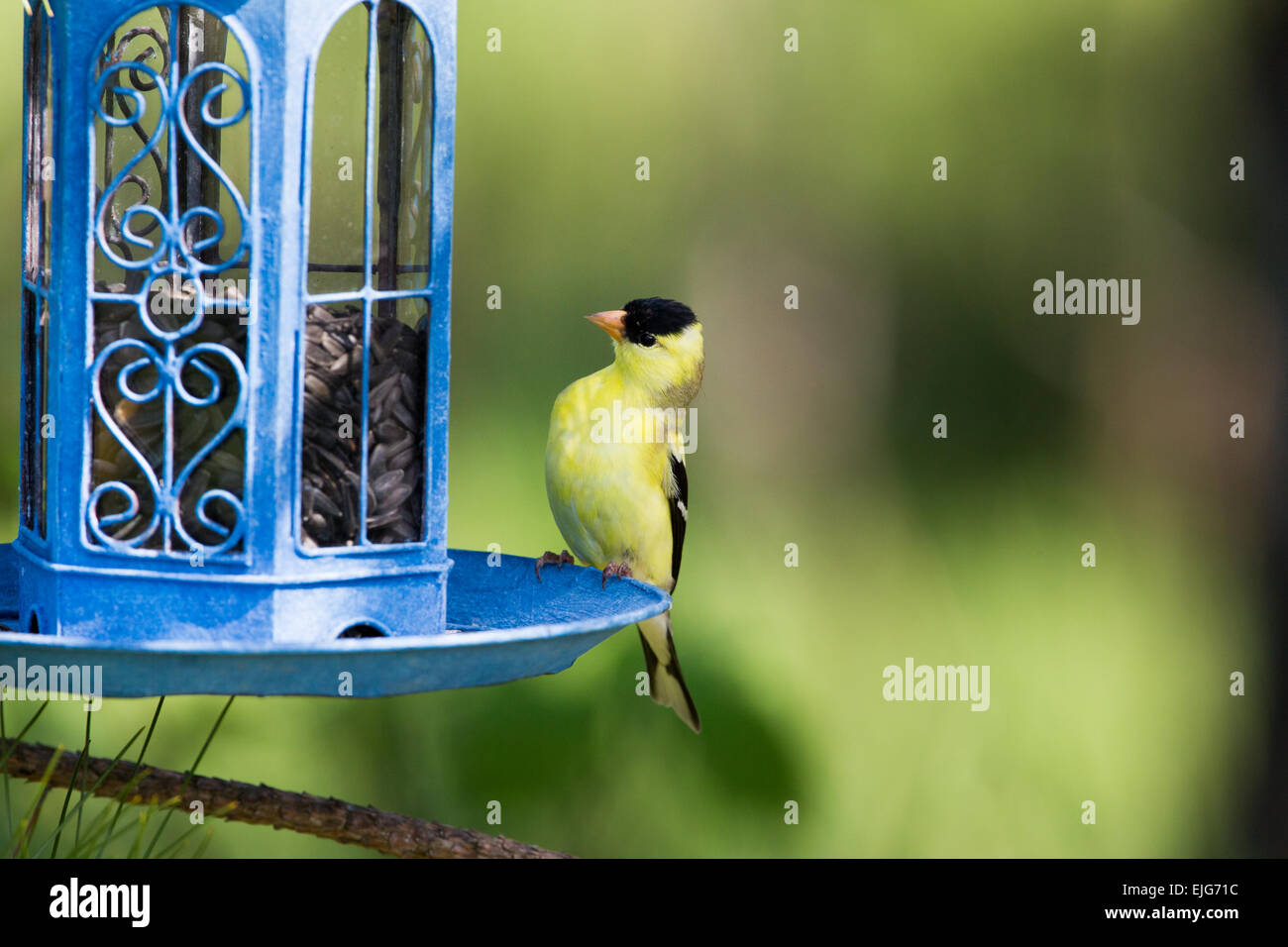 Goldfinch eating thistle seeds hi-res stock photography and images - Alamy