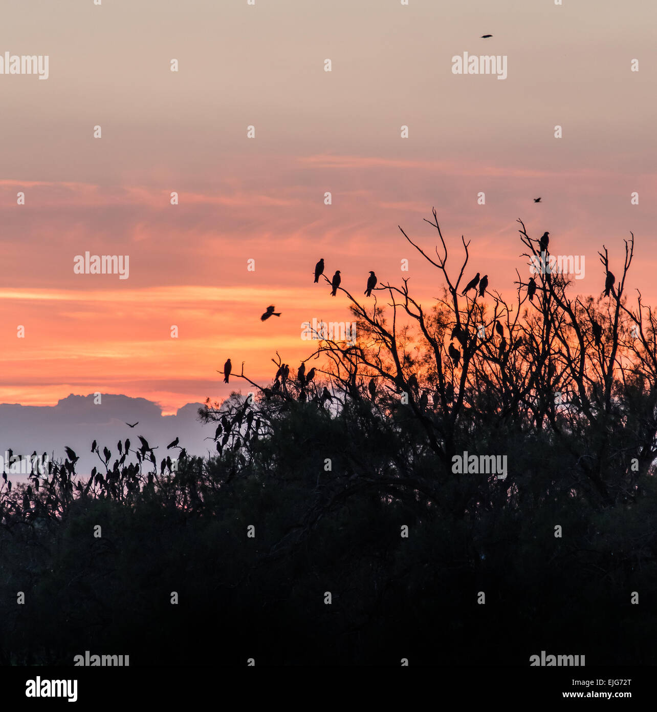 Birds against sun hi-res stock photography and images - Alamy