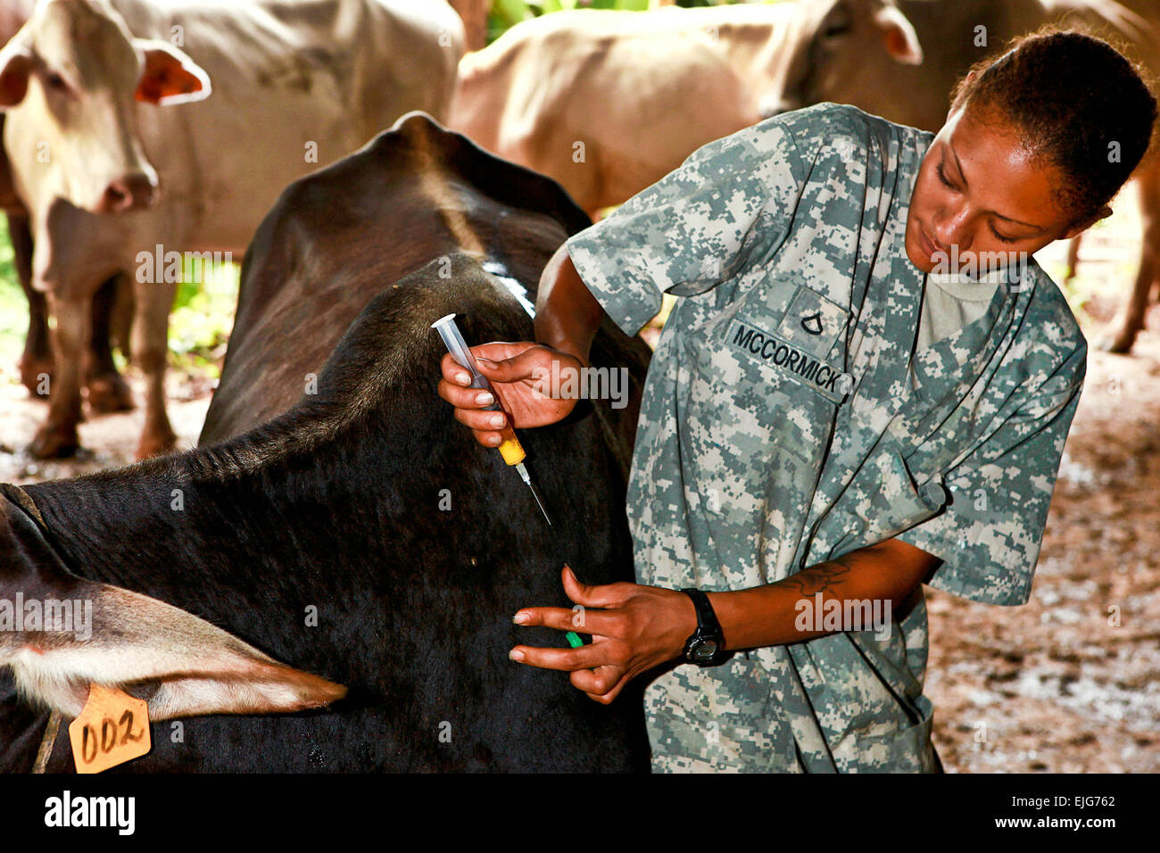 U.S. Army Pfc. Angela M. McCormick vaccinates a cow on a farm outside ...
