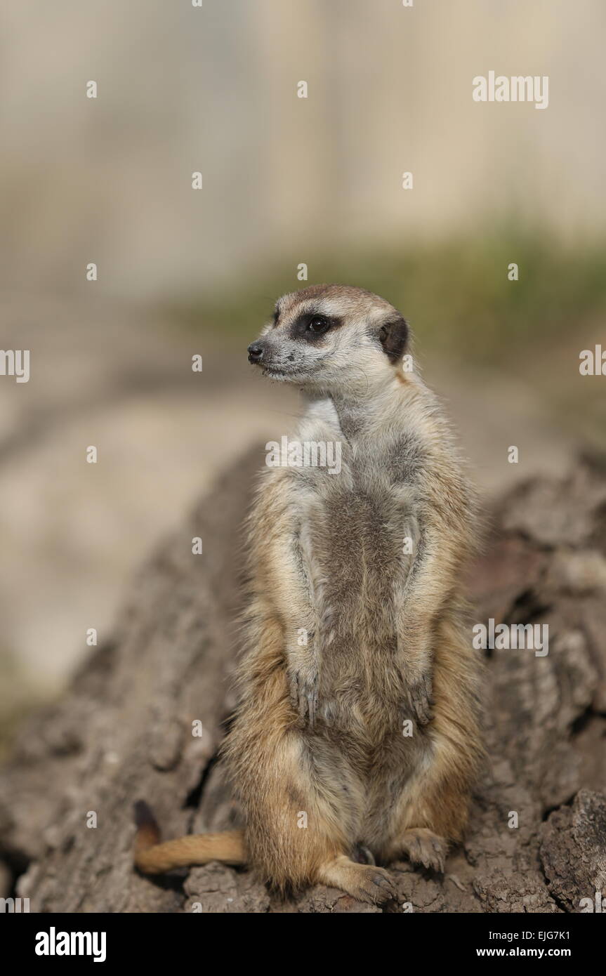 Meerkat sitting up Stock Photo - Alamy