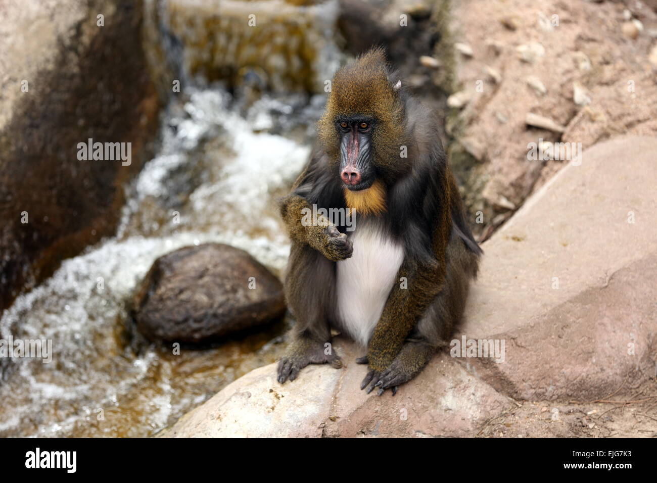 Mandrill sitting on rocks hi-res stock photography and images - Alamy